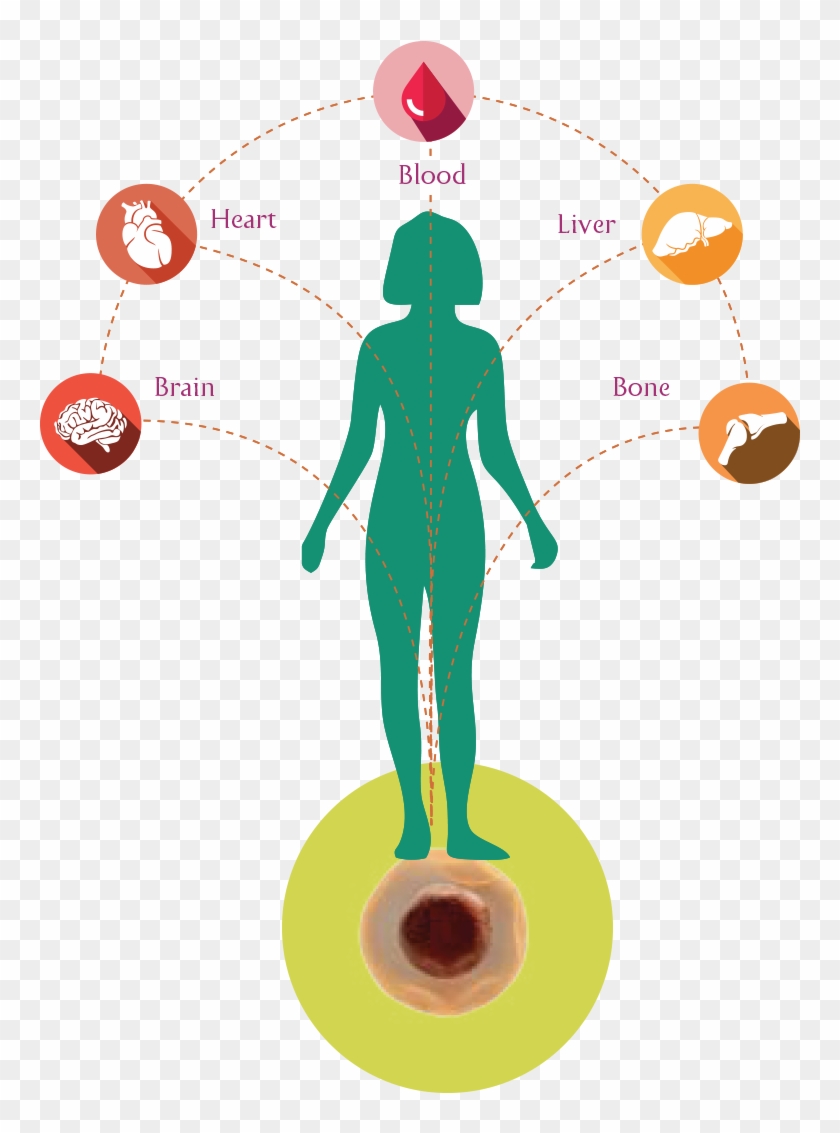 Our Body's Stem Cells Which Are Similar To A Seed Of - Stem Cells ...