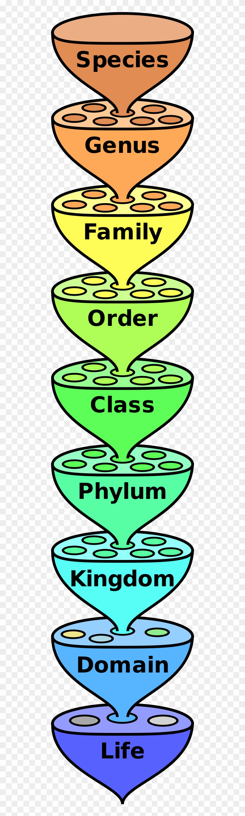 This Image Rendered As Png In Other Widths - Taxonomy - Full Size PNG ...