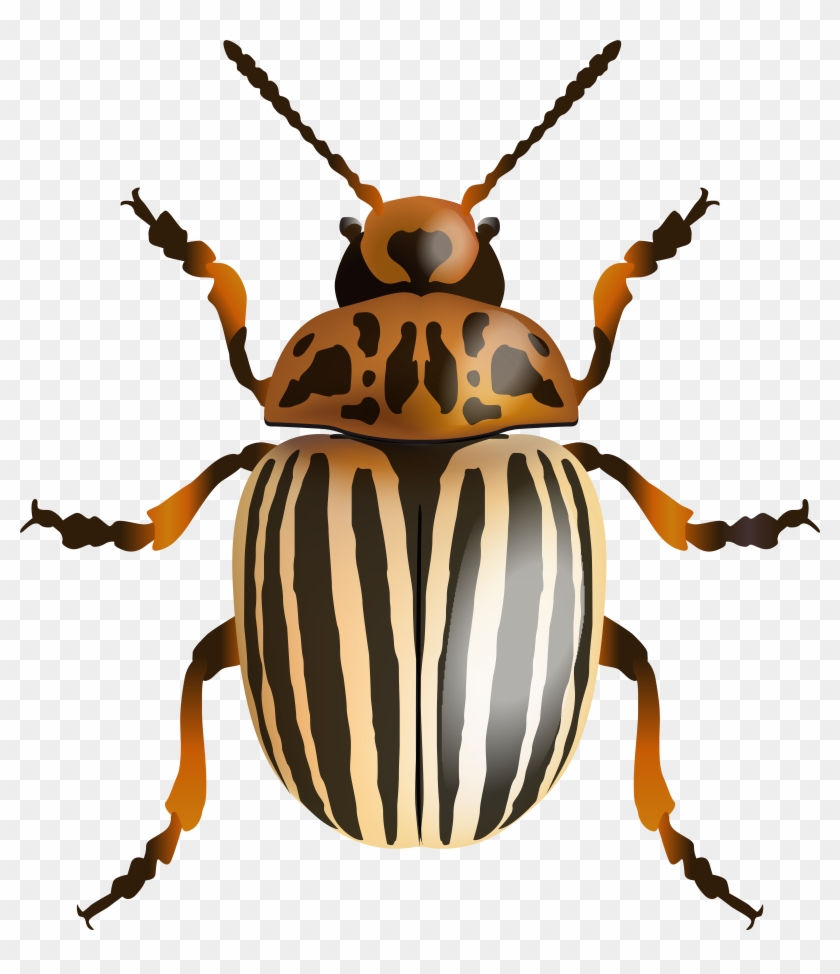 Beetle Png Clip Art Image - Beetle Png Clip Art Image - Full Size PNG ...