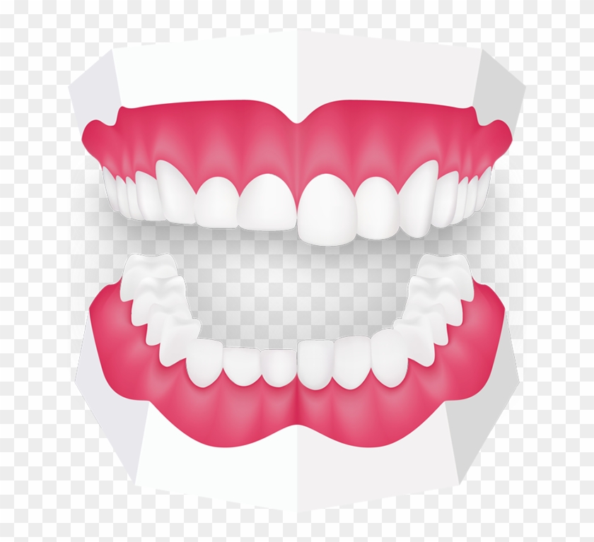 Tooth Grinding Toothbeary - Orthodontics - Full Size PNG Clipart Images ...