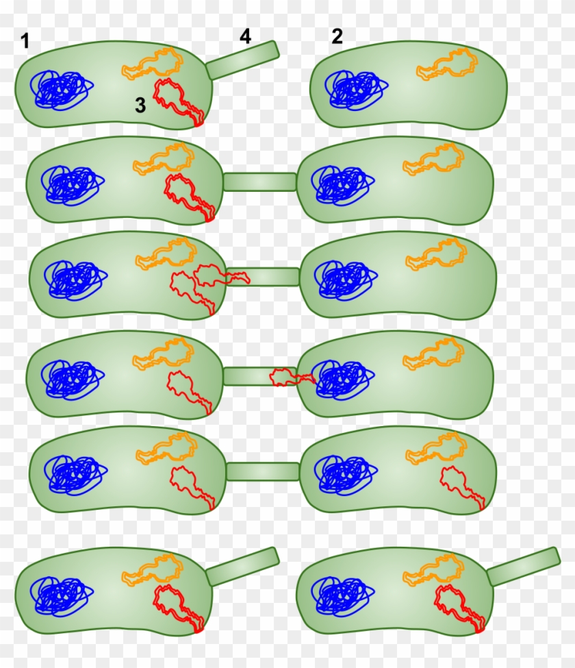Open - Bacterial Conjunction - Full Size PNG Clipart Images Download