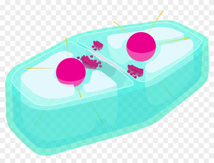 Plant Cell Cytokinesis - Raft - Full Size PNG Clipart Images Download