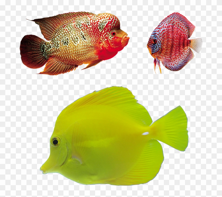 Peces De Marpng - Free Transparent PNG Clipart Images Download