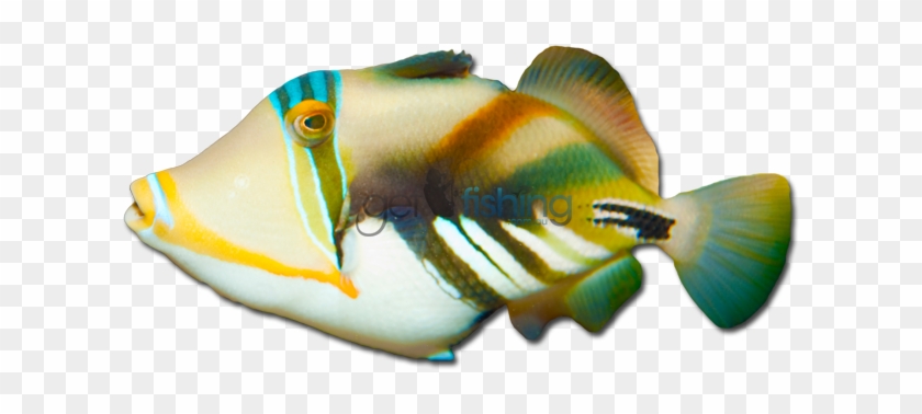 Hawaiian Triggerfish - Hawaiian Triggerfish - Free Transparent PNG ...