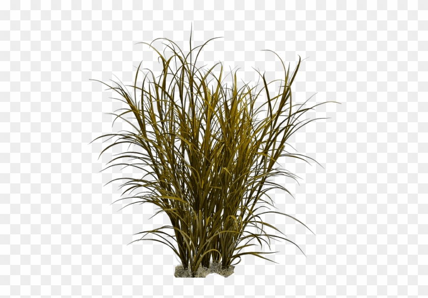 Forest Floor Texture Seamless Download - Ornamental Grasses Png - Full ...