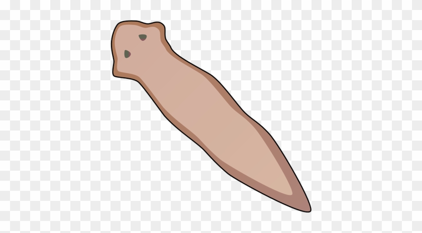Flatworm Diagram - Flatworm Png - Full Size PNG Clipart Images Download