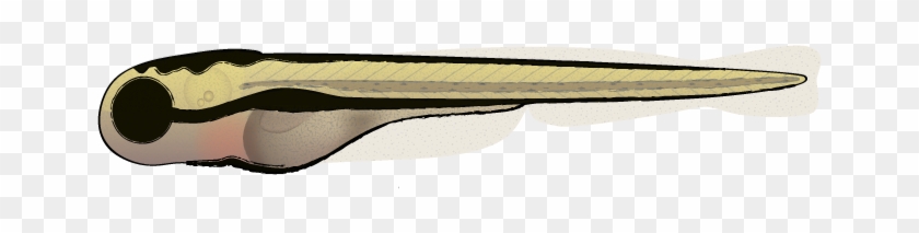 How To Draw A Zebrafish - Leather - Full Size PNG Clipart Images Download