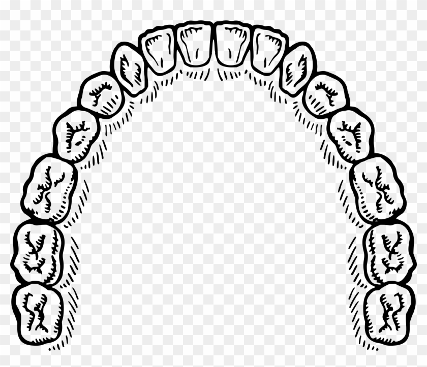 Teeth Png - Teeth Vector Free - Full Size PNG Clipart Images Download