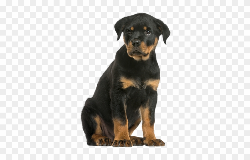 Rottweiler Sitting In Front Of A White Background - Caine Teckel - Full ...