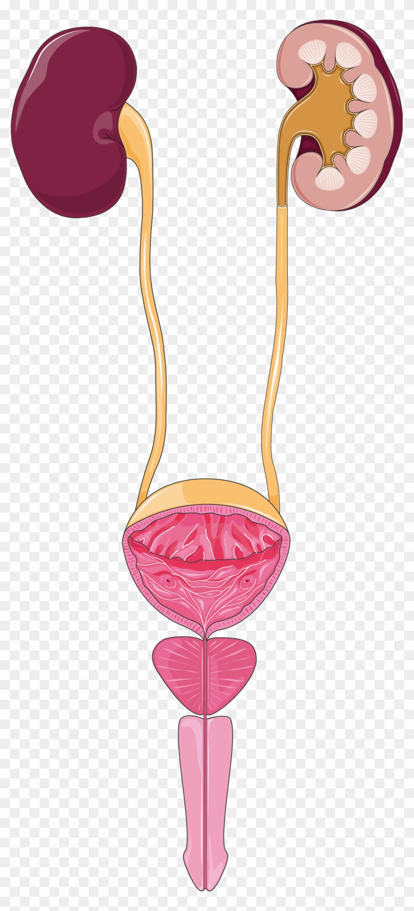 Urinary Tract - Excretory System - Full Size PNG Clipart Images Download