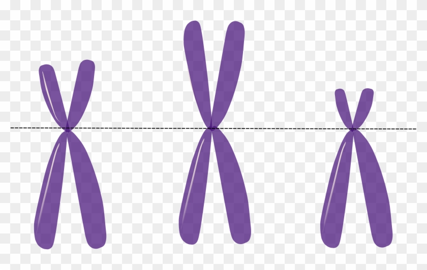 Free Acrocentric Chromosomes - Chromosome - Full Size PNG Clipart ...