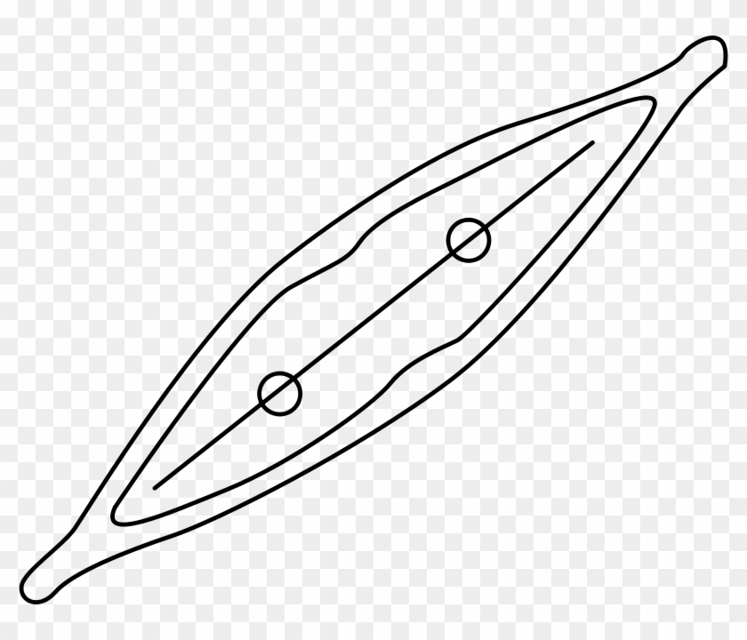 Free Diatom - Clip Art - Free Transparent PNG Clipart Images Download