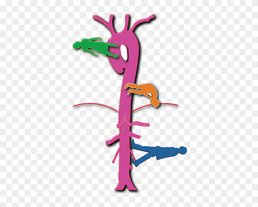 Discovering The Aorta Through Ultrasound - Giraffe - Full Size PNG ...
