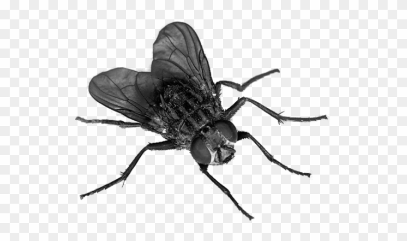 Fly Clipart Transparent - Flies Transparent - Full Size PNG Clipart ...