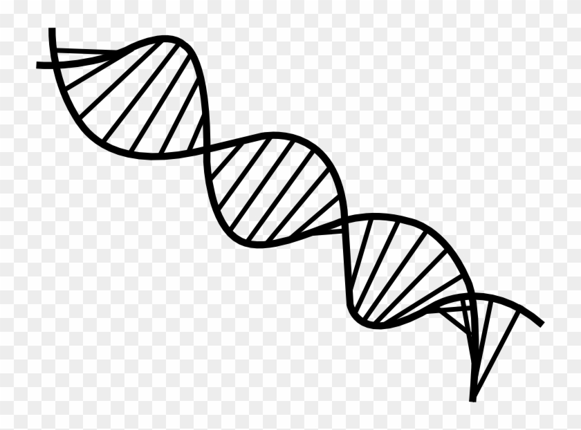 Dna Drawing Png - Dna Line Drawing - Full Size PNG Clipart Images Download