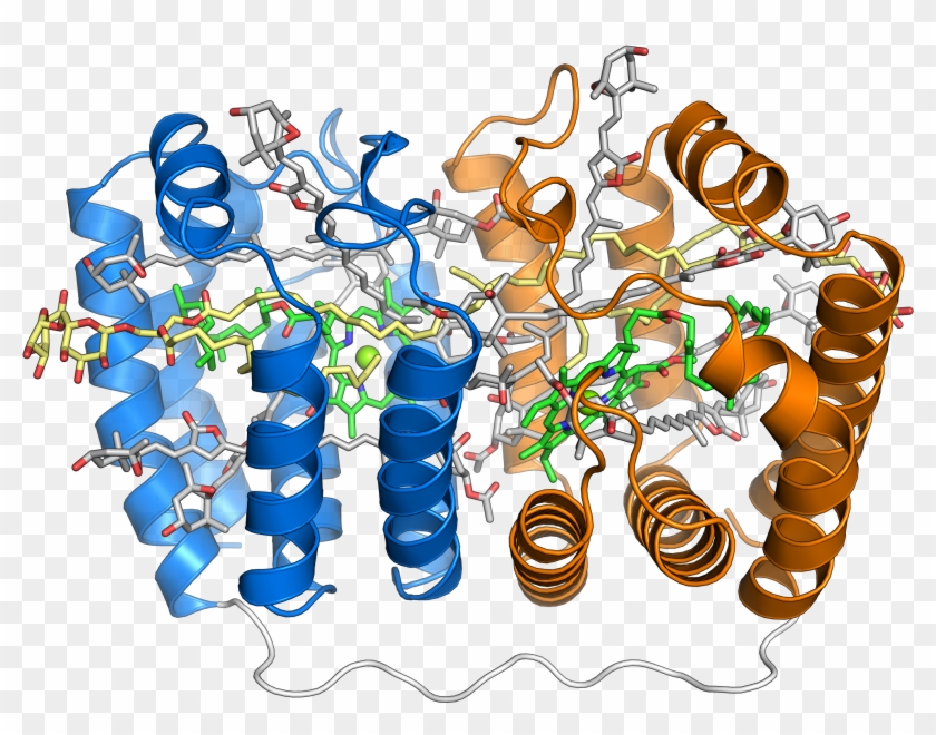 1ppr Peridinin Chlorophyll Protein - Complex Protein - Full Size PNG ...