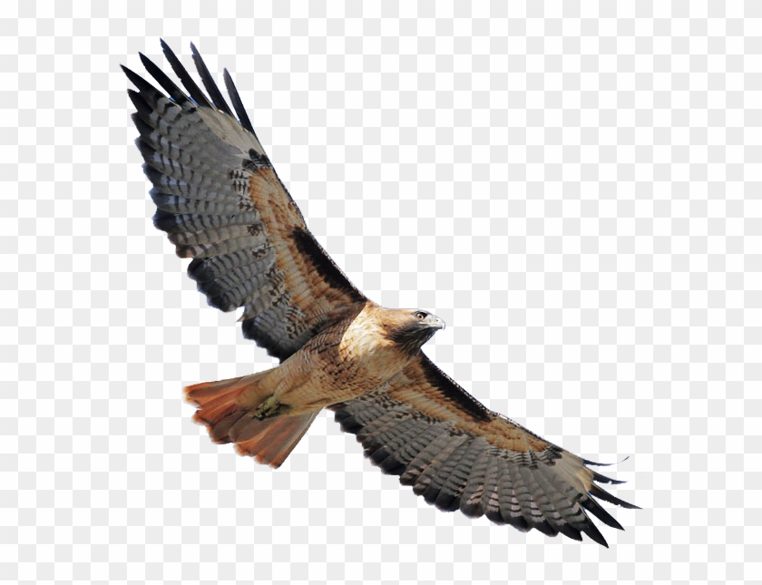 Cooper - Red Tailed Hawk Png - Full Size PNG Clipart Images Download