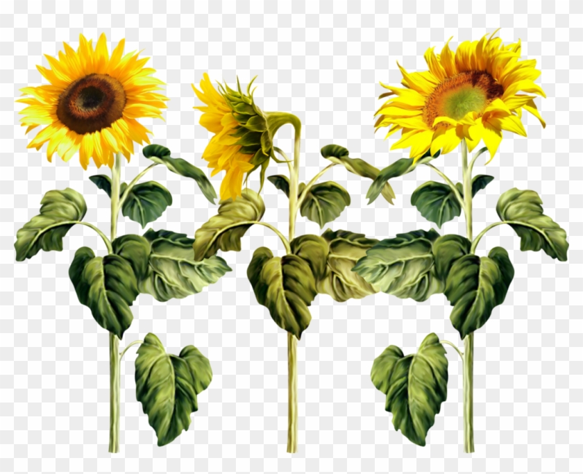 Common Sunflower Pixel Clip Art - Common Sunflower Pixel Clip Art ...