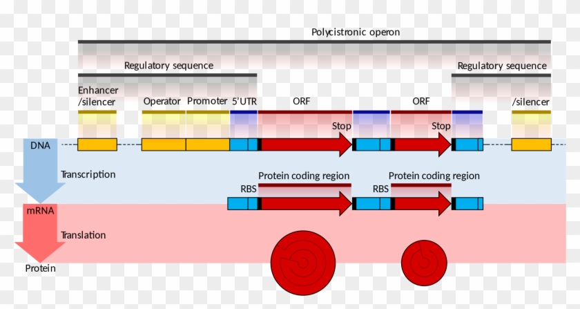 Availability - Difference Between Enhancer And Promoter - Full Size PNG ...