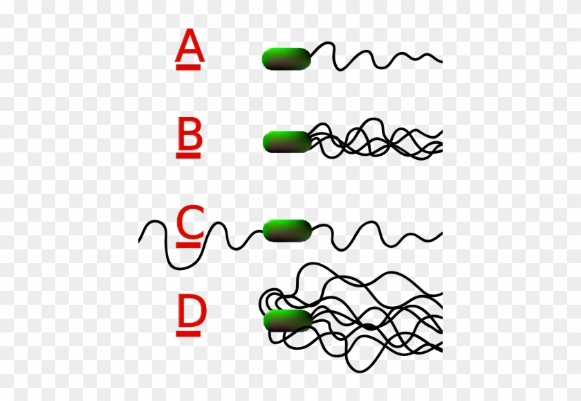 Examples Of Bacterial Flagella Arrangement Schemes - Amphitrichous ...