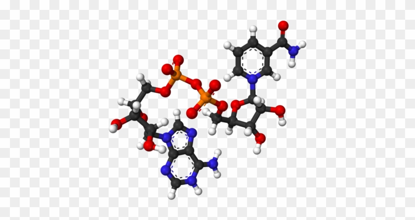 Names - Nicotinamide Adenine Dinucleotide - Free Transparent PNG ...