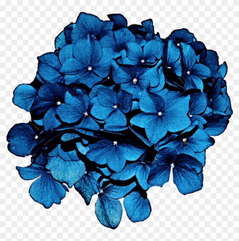 Hydrangea Flower Blue Clip Art Hydrangea 1024 990 Transprent ...