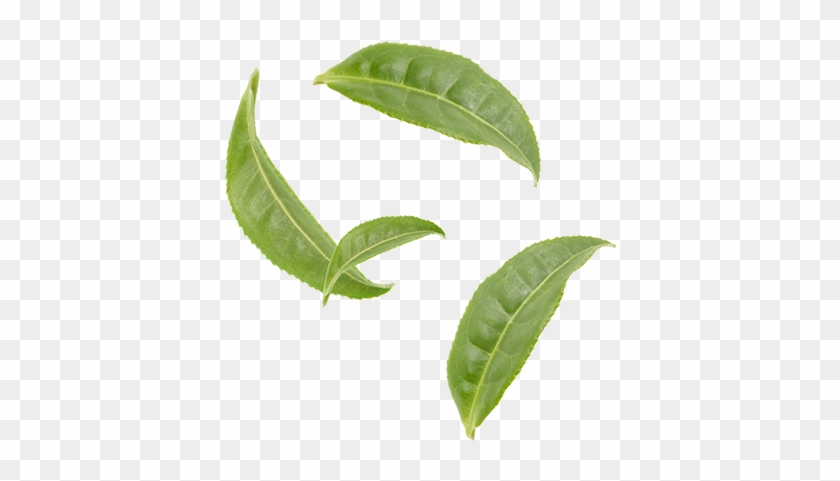 Catechin - Free Transparent PNG Clipart Images Download