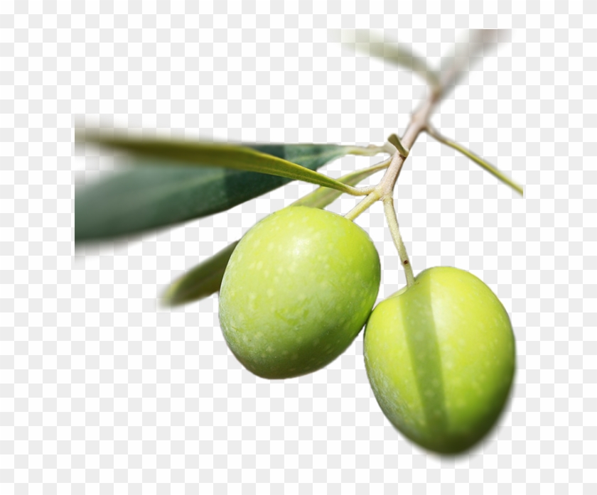 Olive - Free Transparent PNG Clipart Images Download