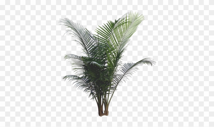Majesty Palm - Majesty Palm Png - Free Transparent PNG Clipart Images ...