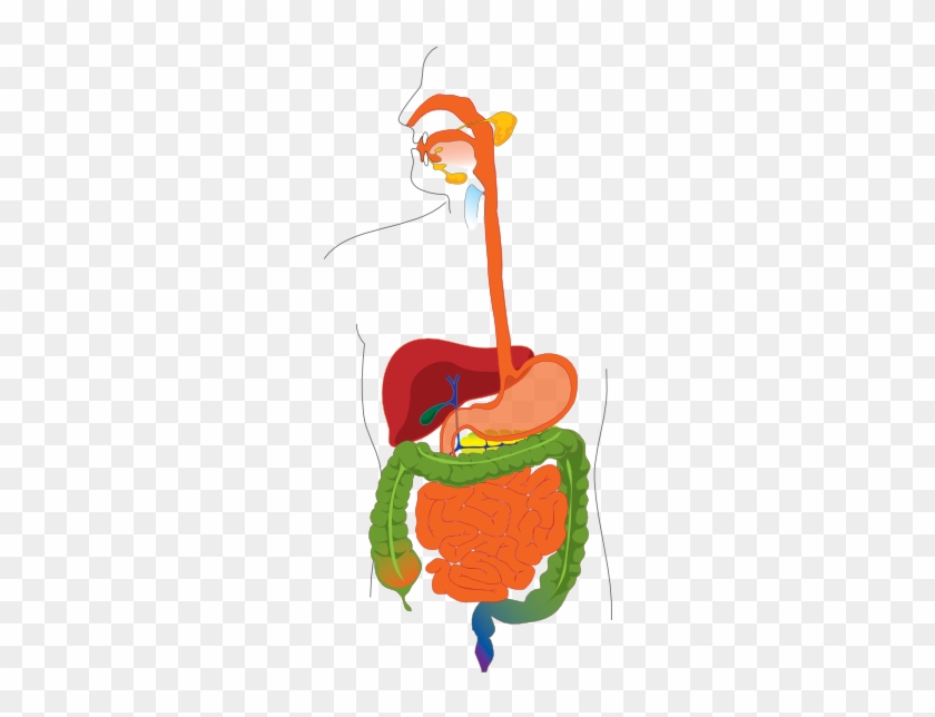 Human Digestive System Diagram - Full Size PNG Clipart Images Download