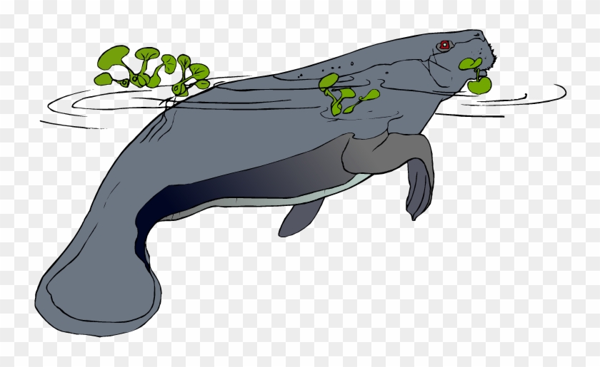 Manatee In Water - Sea Cows - Full Size PNG Clipart Images Download