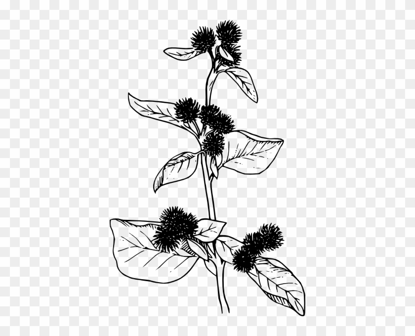 Free Vector Burdock Flowers Lineart Clip Art - Burdock Plant Clipart ...