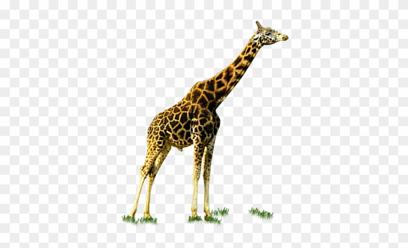 Giraffe Deer - Adult Giraffe - Giraffe Deer - Adult Giraffe - Free ...