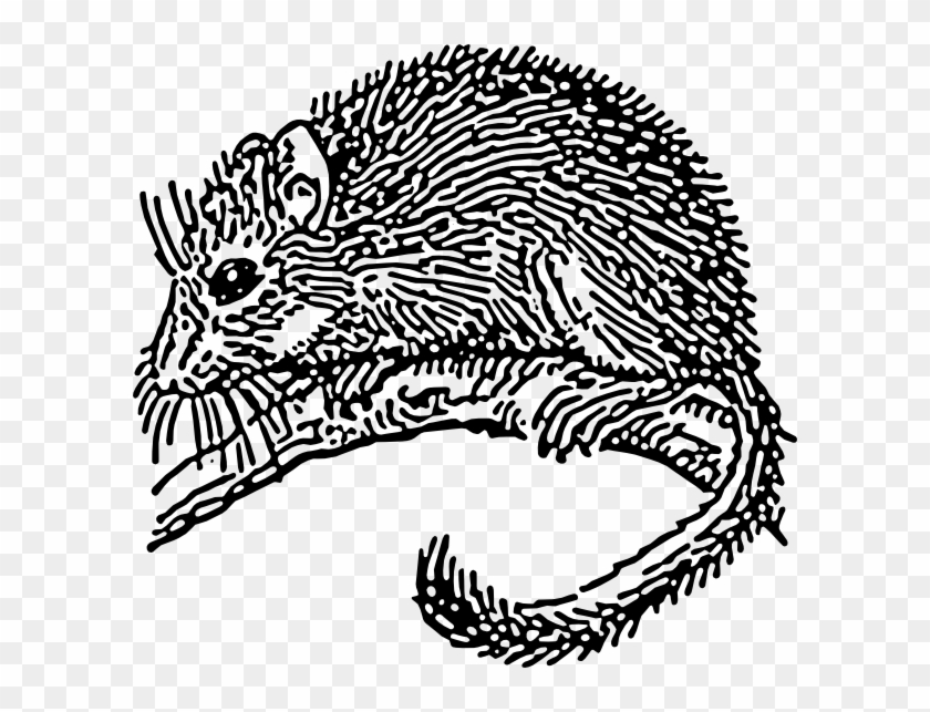 Dormouse Drawing - Full Size PNG Clipart Images Download
