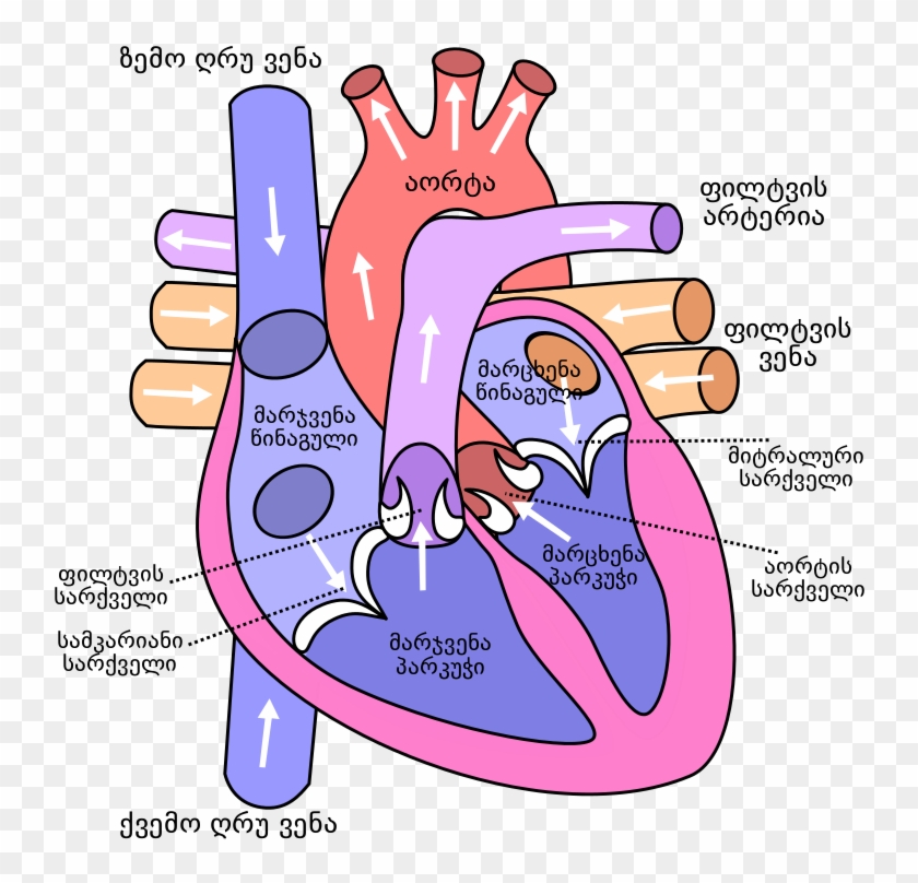 Anatomical Heart Pictures - Diagram Of The Human Heart - Full Size PNG ...