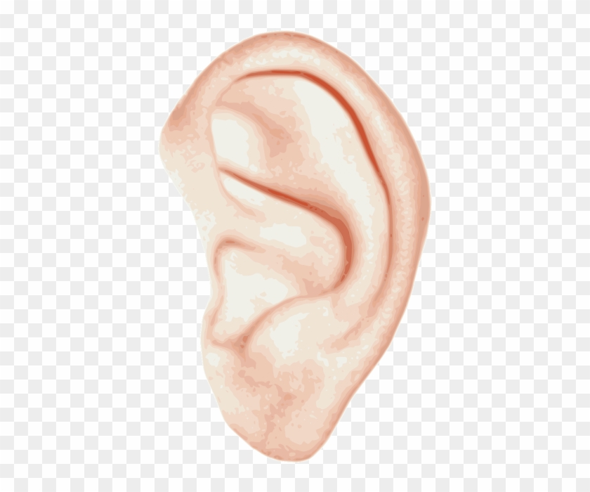 Ear Anatomy Inner Ear Hearing Clip Art - Ухо Png - Full Size PNG ...
