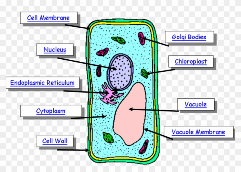 Parts Of A Plant Cell - Parts Of A Plant Cell - Full Size PNG Clipart ...