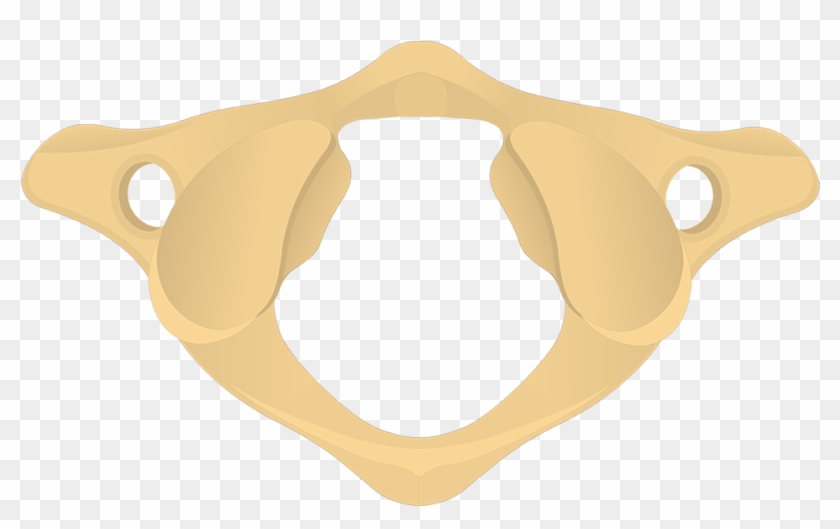 Anatomy Of Atlas Bone - Atlas Vertebrae - Full Size PNG Clipart Images ...