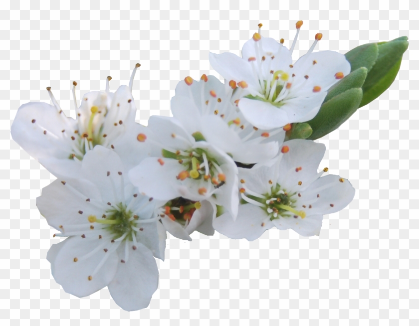 Spring Flowers Transparent Background - Free Transparent PNG Clipart ...