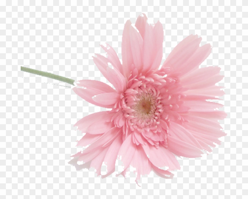 Flower Auglis Petal Watermark - Flower Auglis Petal Watermark - Free ...