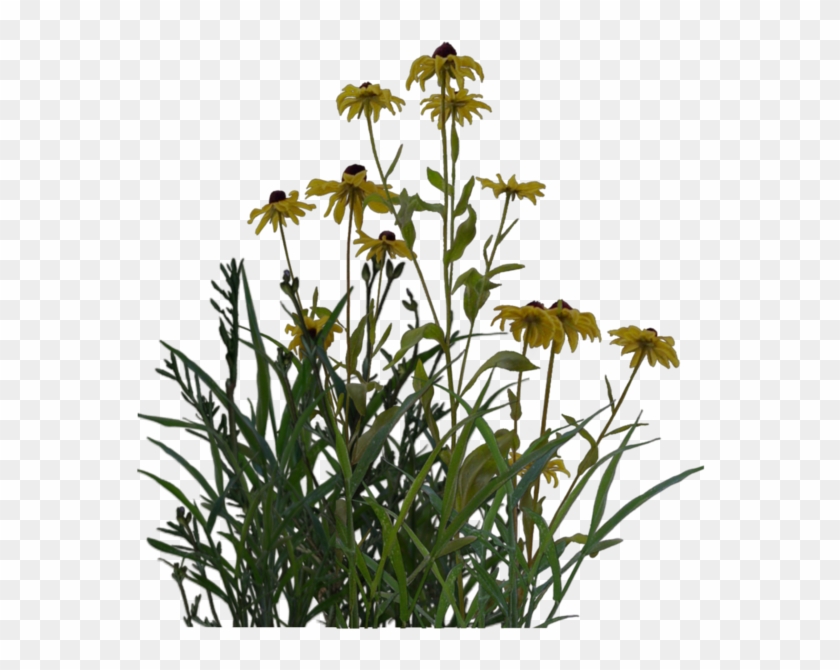 Free Plant Png's - Free Transparent PNG Clipart Images Download