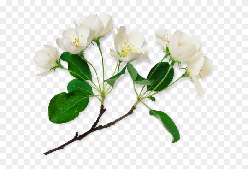 Apples - Free Transparent PNG Clipart Images Download