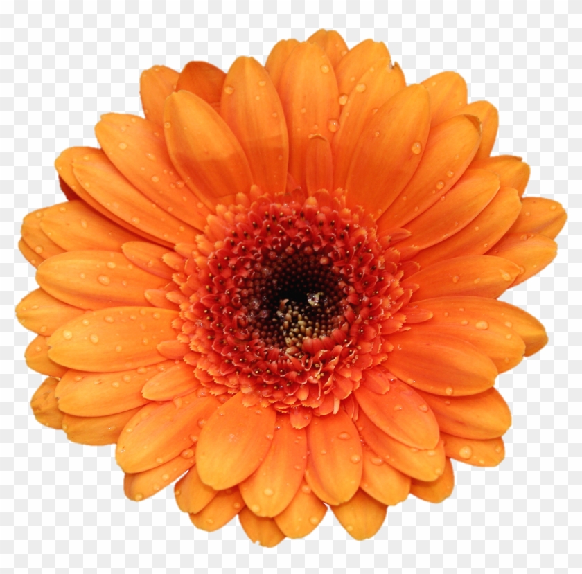 Go To Image - Go To Image - Free Transparent PNG Clipart Images Download