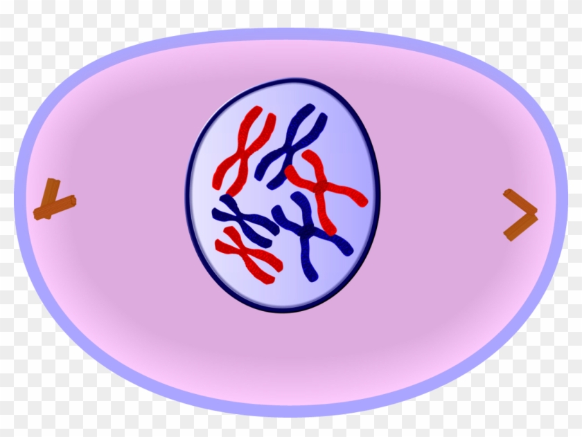 Early Prophase Of Mitosis - Cell Prophase - Full Size PNG Clipart ...