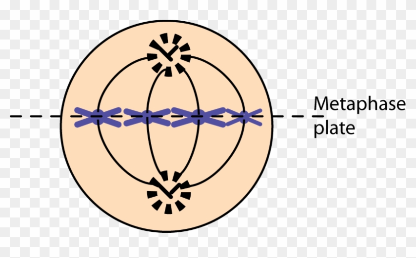 Kslof Coral Reef Education - Metaphase Png Mitosis - Full Size PNG ...