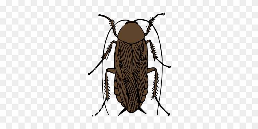 Animal Bug Cockroach Insect Cockroach Cock - Cockroach - Full Size PNG Clipart Images Download