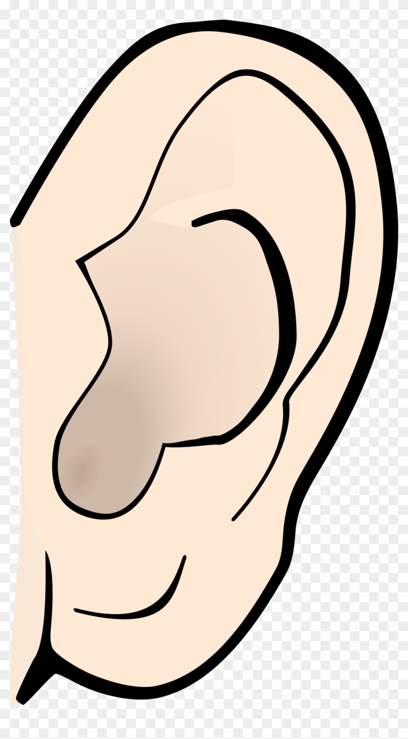 Sense Organs Ear Clipart - Ear Clipart - Full Size PNG Clipart Images ...