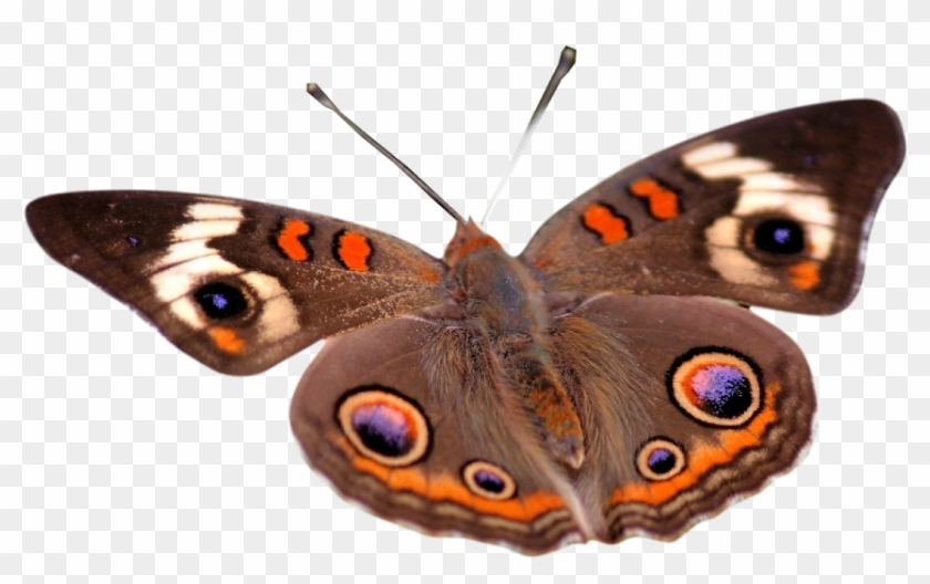 Insect Butterfly 1080p Desktop Wallpaper Flower - Insect Butterfly ...