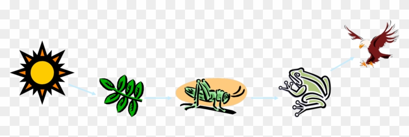 Food Chains Go In One Direction - Food Chain Complete Process - Full ...