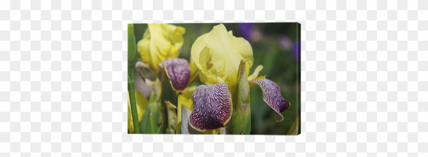 Iris Croatica - Free Transparent PNG Clipart Images Download